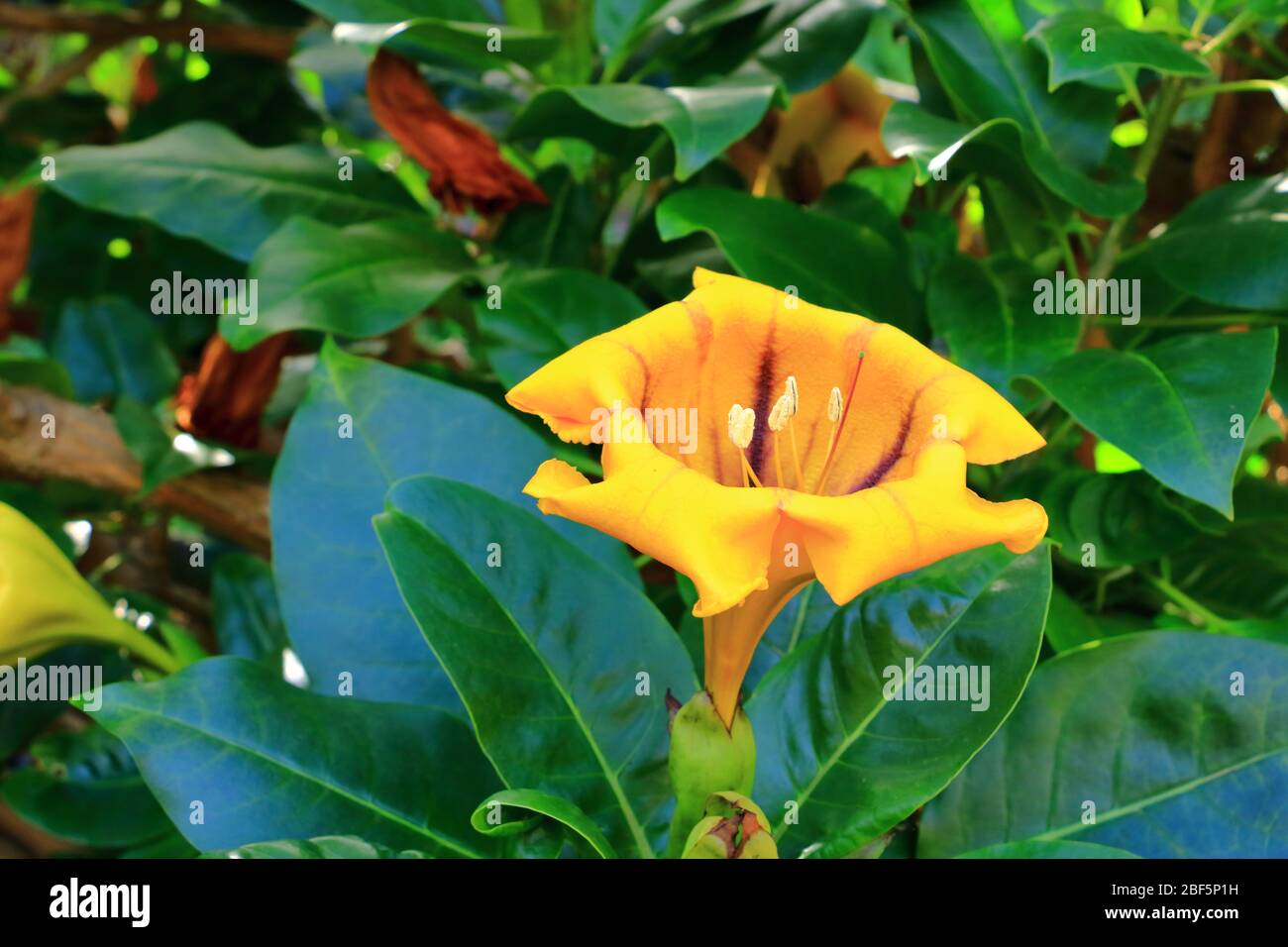 Solandra maxima flower from La Gomera on Canary Islands Stock Photo - Alamy