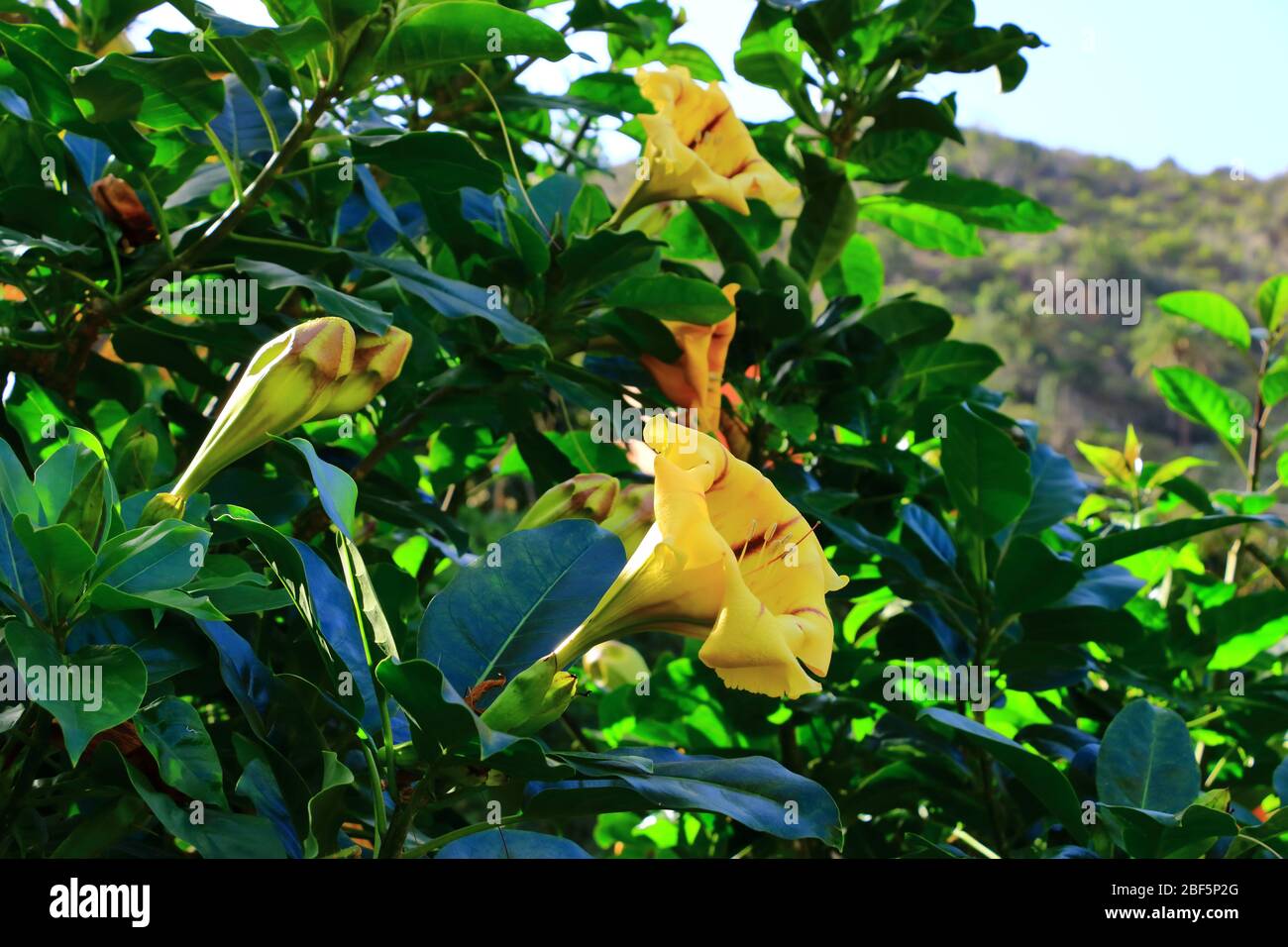 Solandra maxima flower from La Gomera on Canary Islands Stock Photo - Alamy