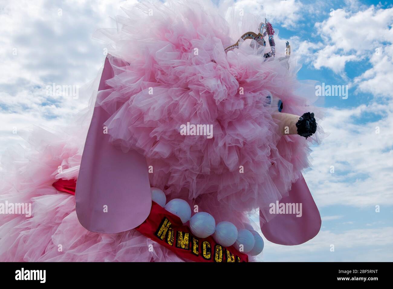 Fifi, the iconic pink poodle, mascot of the Kinetic Sculpture race. In ...