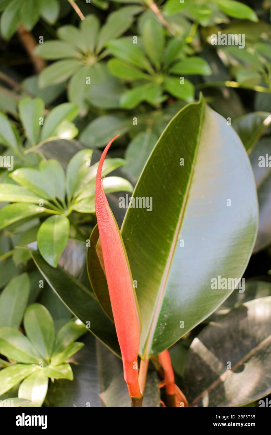 One separate green leaf of spring season Stock Photo - Alamy