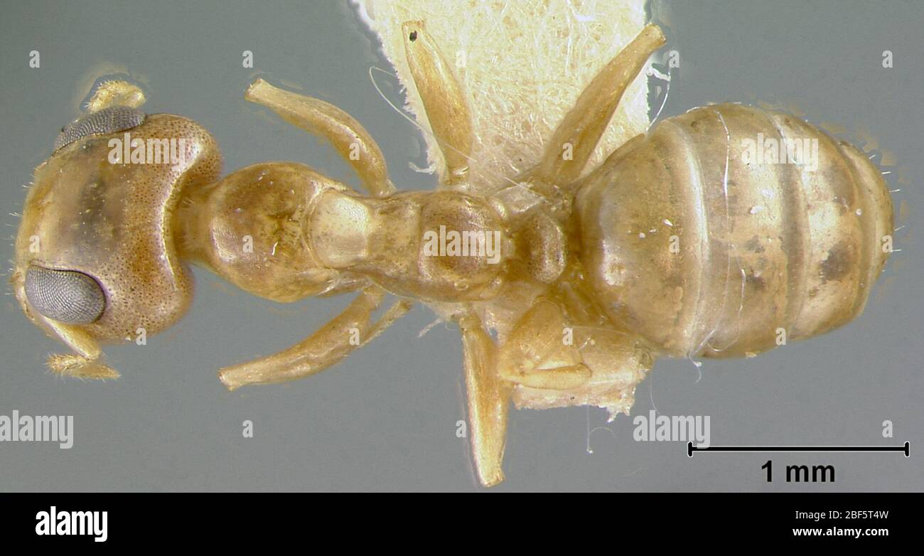Luzonensis hi-res stock photography and images - Alamy