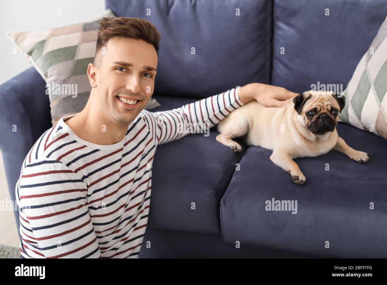 Handsome pug hi-res stock photography and images - Alamy