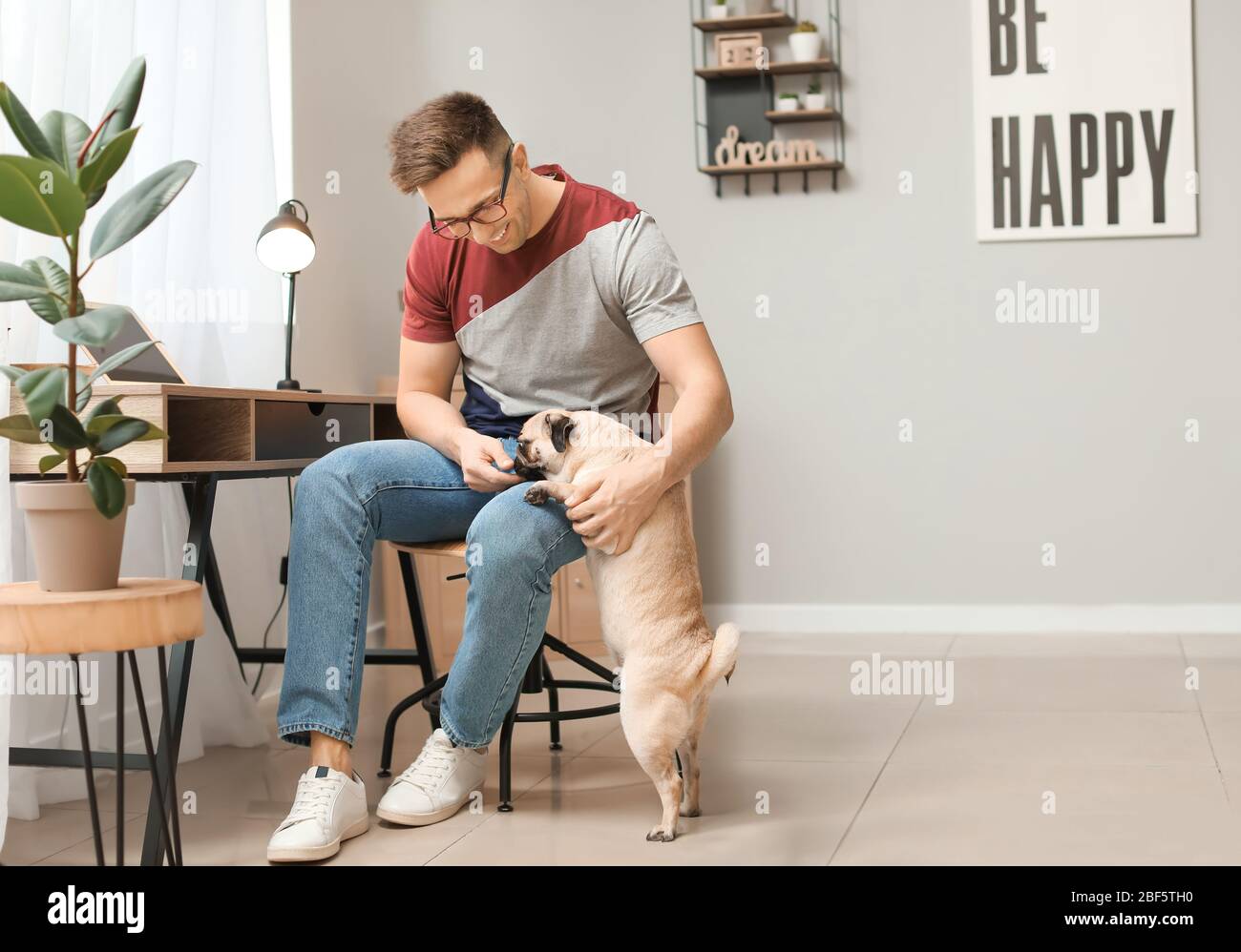 Handsome pug hi-res stock photography and images - Alamy