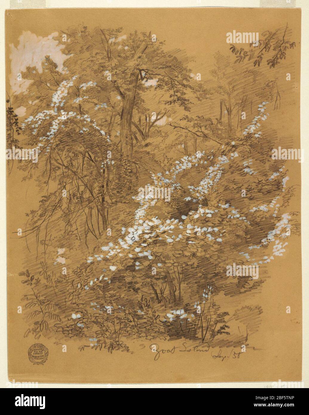 Woodland Scene Goat Island Niagara River New York. Vertical view of ...