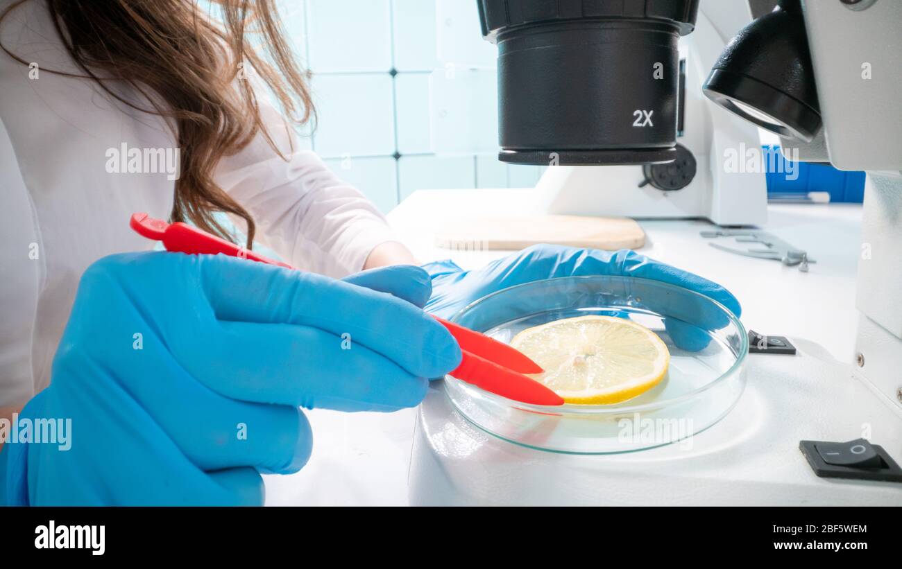 Inspection of the quality of vegetables and fruits in the laboratory of ...