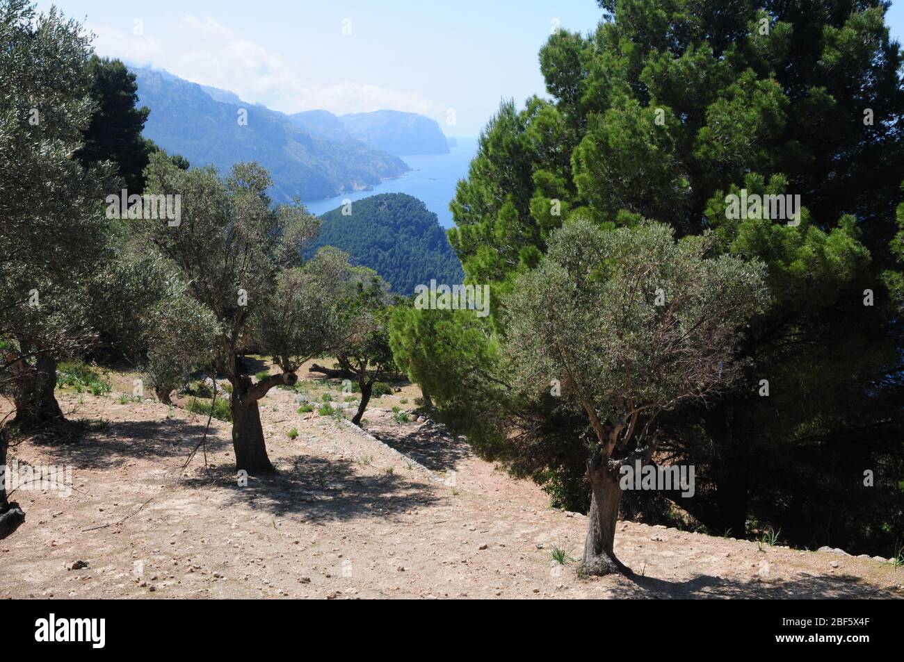 Terraces olive trees hi-res stock photography and images - Alamy