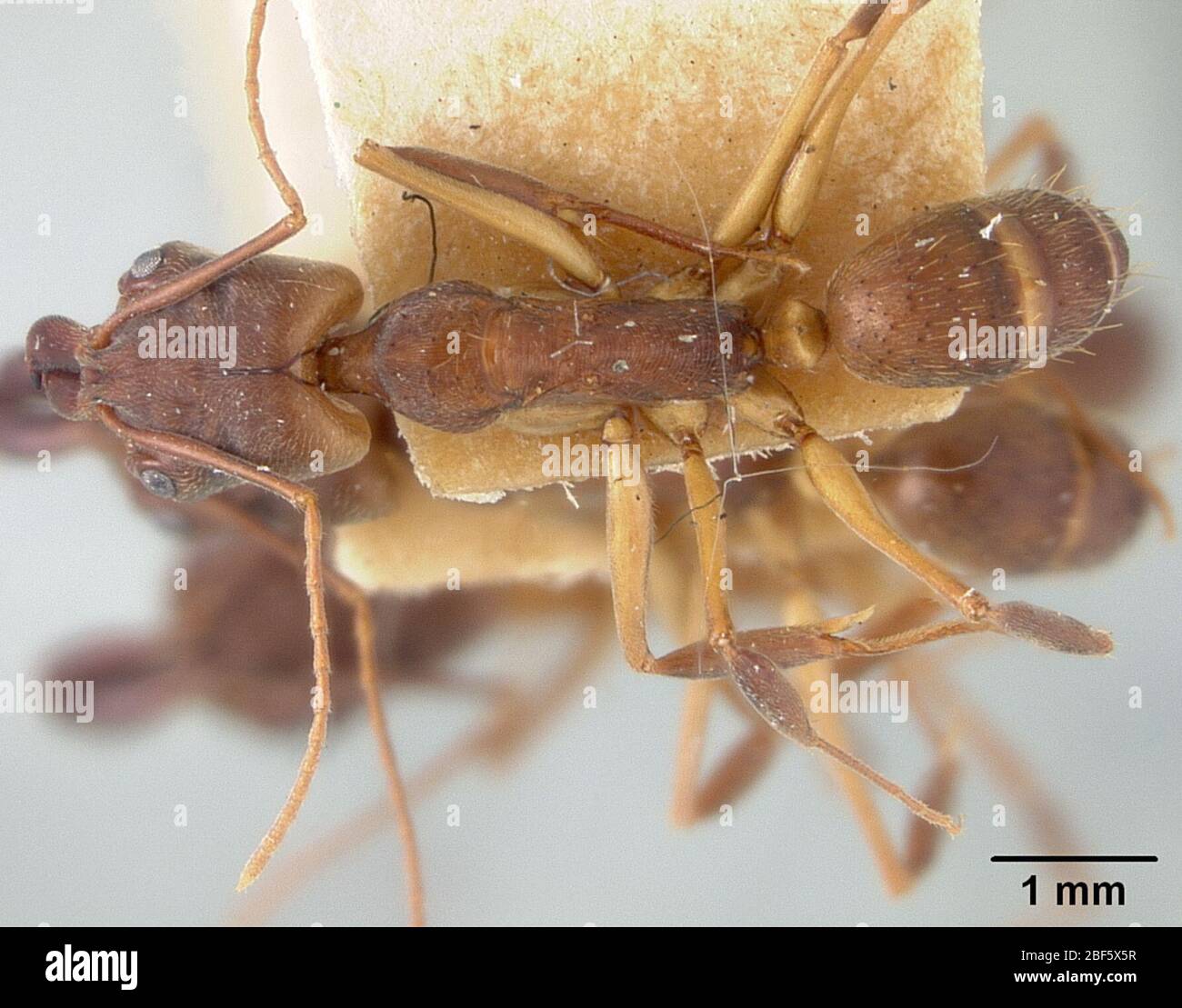 Odontomachus hi-res stock photography and images - Alamy