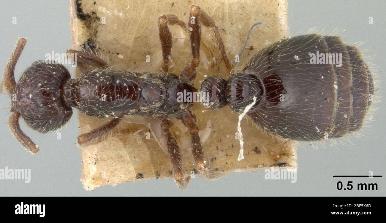 Monomorium minimum cyaneum. 28 Dec 20161 Stock Photo - Alamy