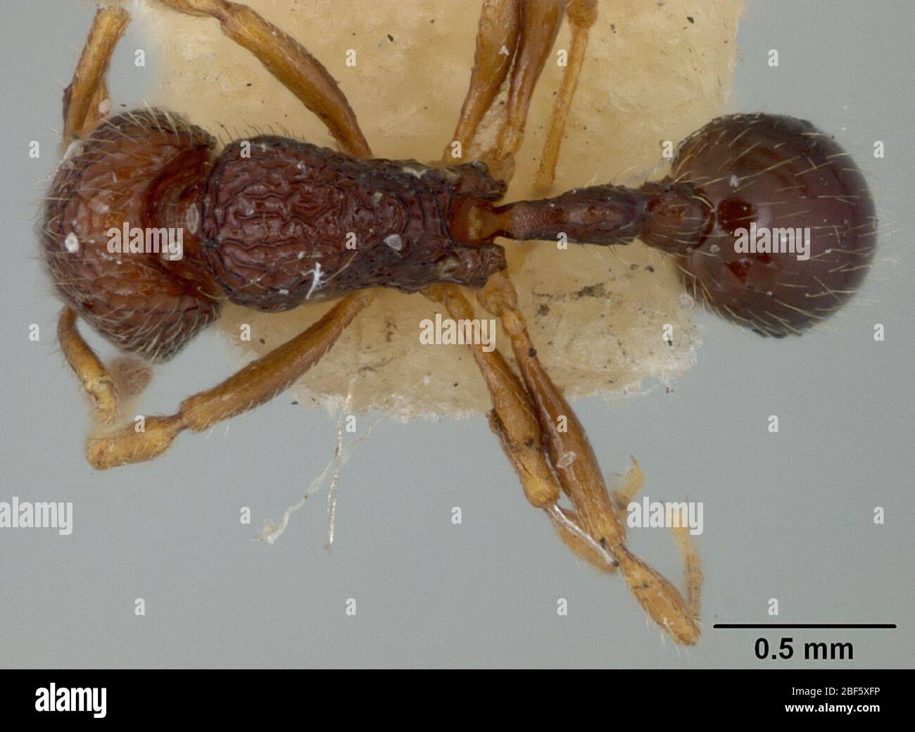 Rogéria hi-res stock photography and images - Alamy