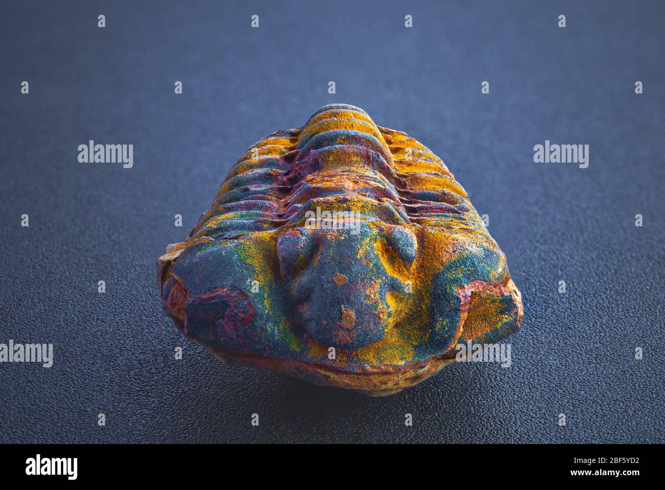 Trilobite fossil detailed look, close up picture prehistoric animal ...