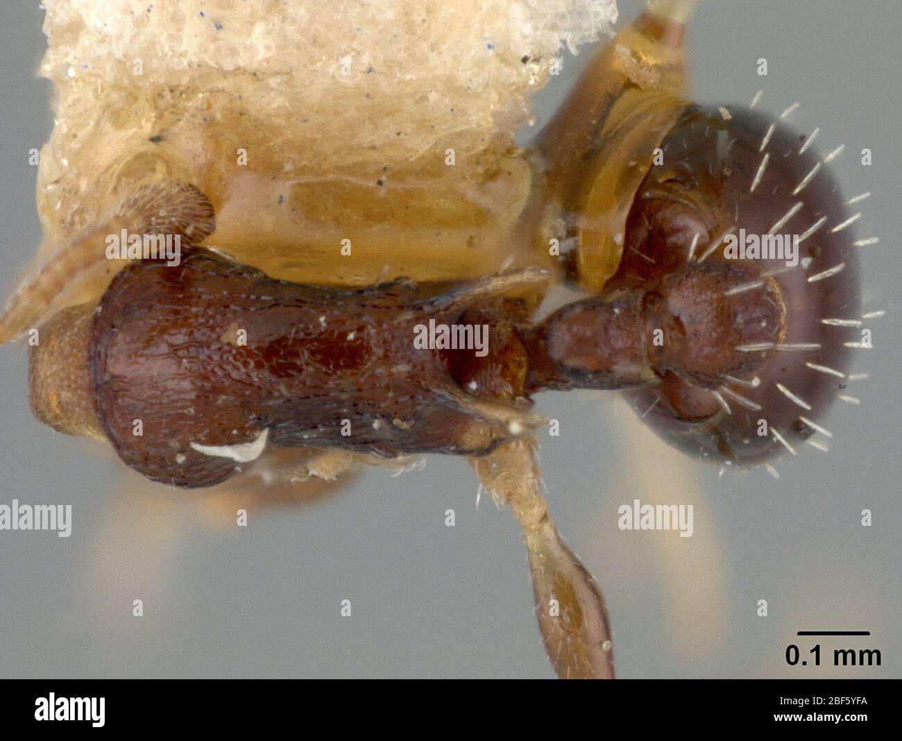 Leptothorax hi-res stock photography and images - Alamy