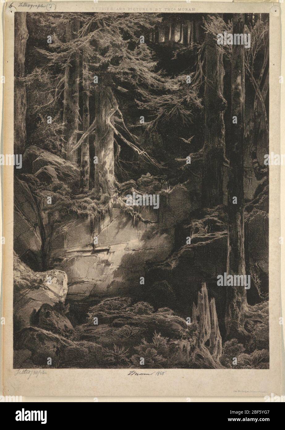 A Forest Glen. Vertical view of a forest clearing with sheer ...