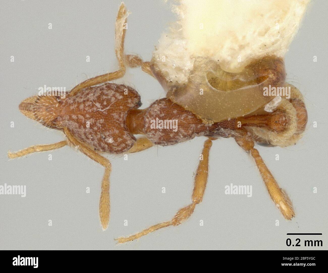 Brevisetosa hi-res stock photography and images - Alamy