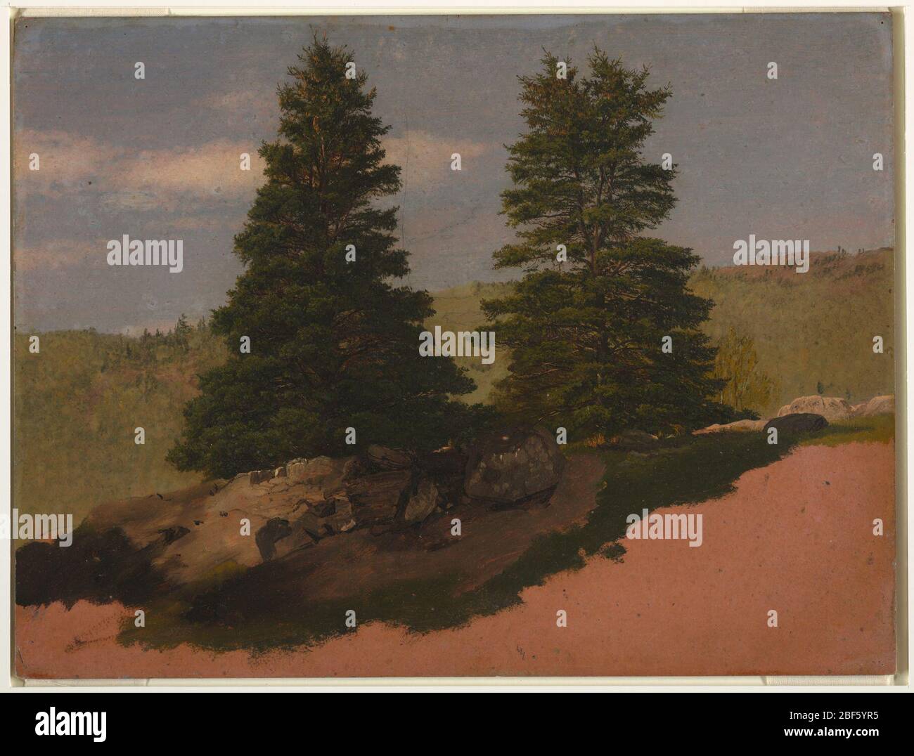 New England Landscape Two Pine Trees. Horizontal view of two evergreen ...