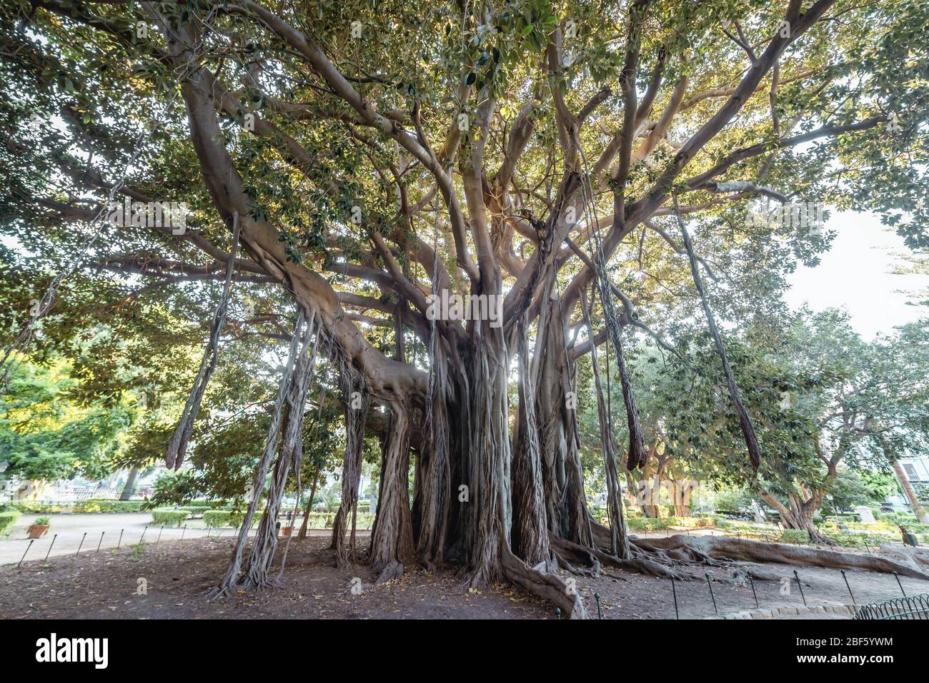 Large Ficus macrophylla tree commolny known as Moreton Bay fig in ...