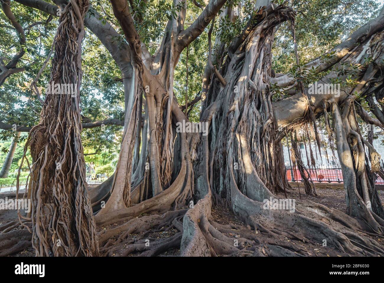 Large Ficus macrophylla tree commolny known as Moreton Bay fig in ...