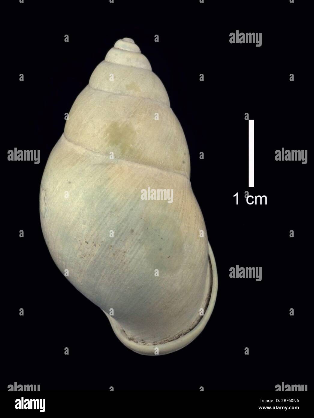 Amphidromus hi-res stock photography and images - Alamy