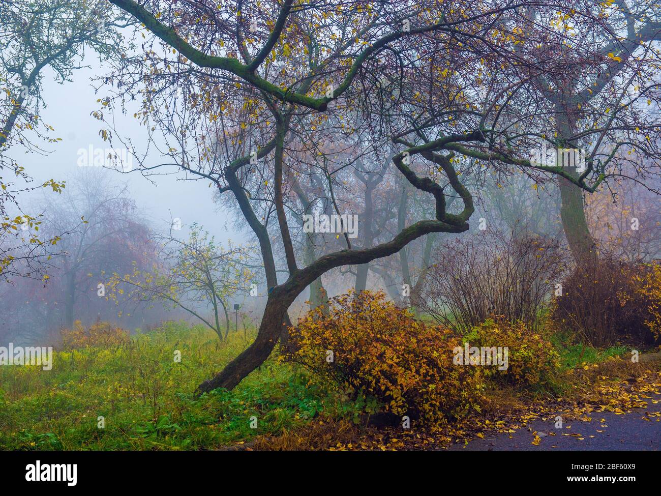 Autumn park. Scenic autumn morning landscape. Maple trees with vibrant ...