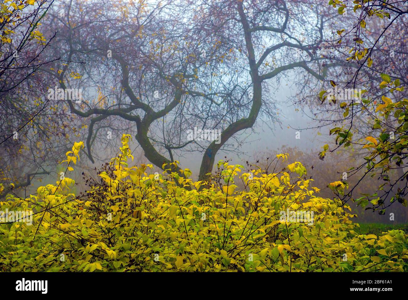 Autumn park. Scenic autumn morning landscape. Maple trees with vibrant ...