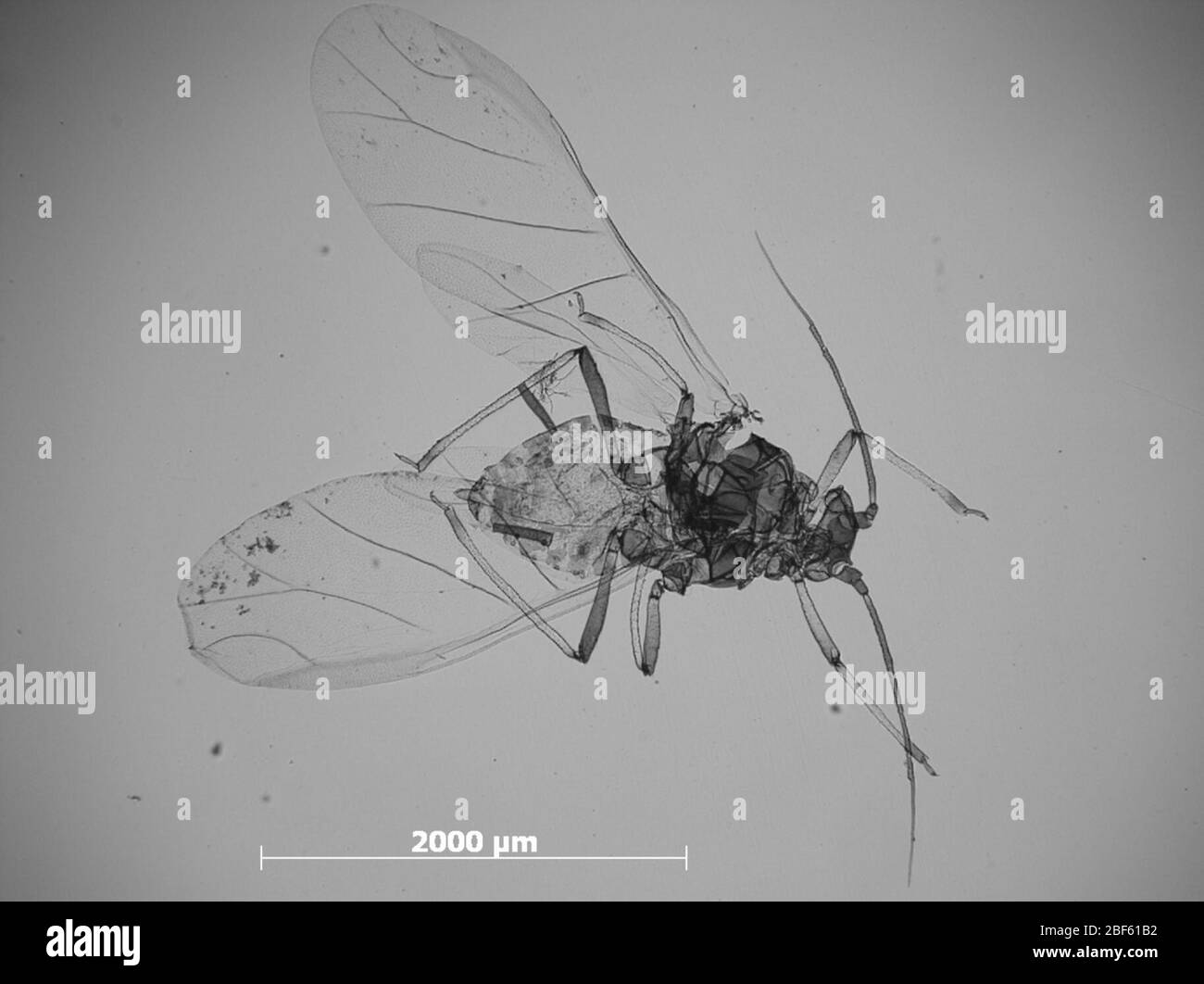 Toxoptera nigra. 6 Oct 20151 Stock Photo - Alamy