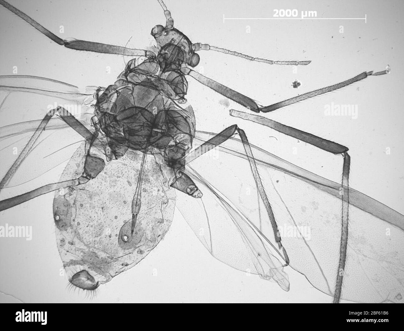 Cinara harmonia. 6 Oct 20151 Stock Photo - Alamy