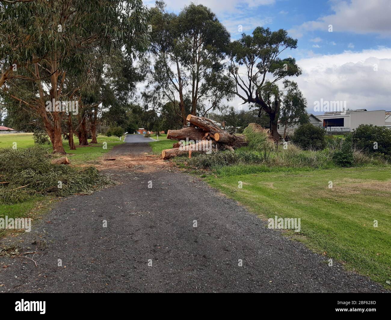 tree over the road cut up to clear the road Stock Photo - Alamy