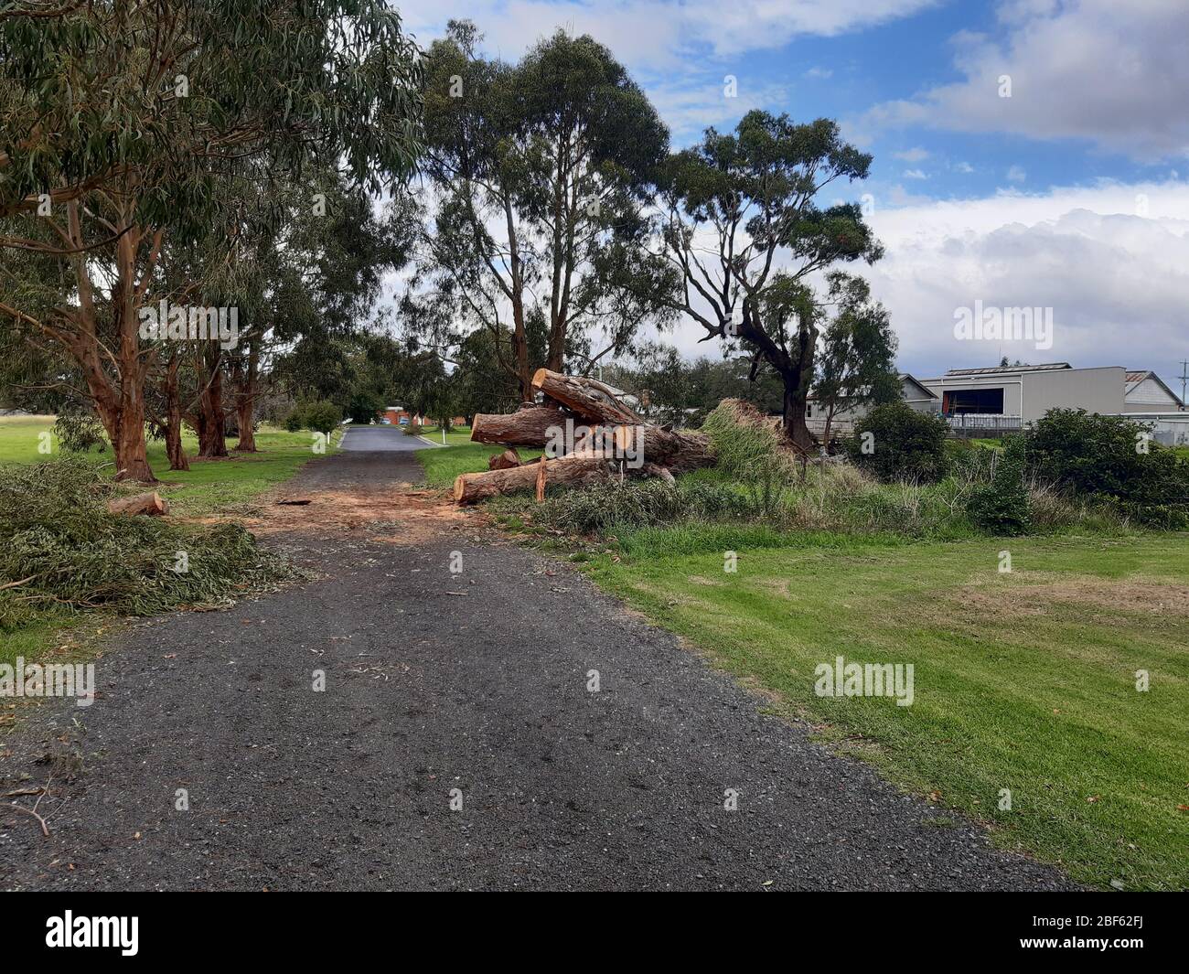 Tree over the road hi-res stock photography and images - Alamy