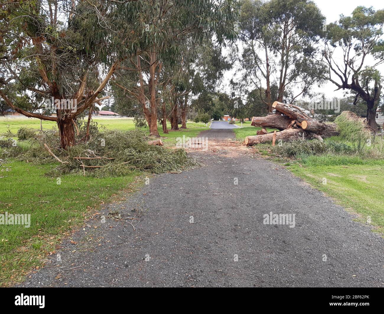 tree over the road cut up to clear the road Stock Photo - Alamy