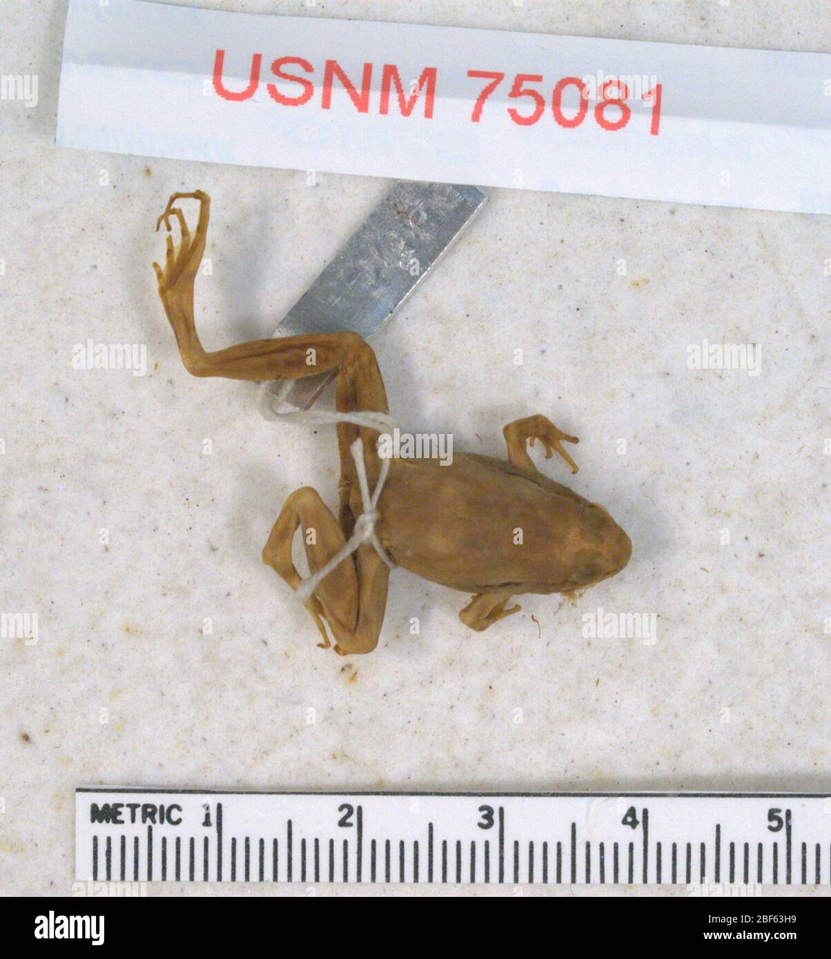 Microhyla hi-res stock photography and images - Alamy