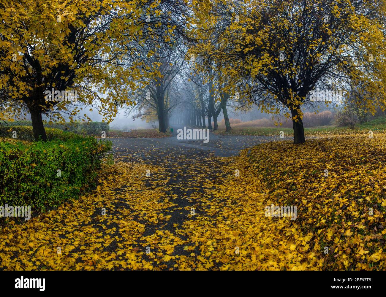 Autumn park. Scenic autumn morning landscape. Maple trees with vibrant ...