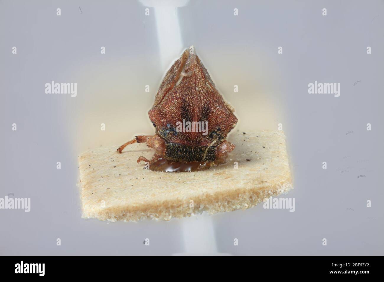 Gargara fasceifrontis. 6 Apr 20171 Stock Photo - Alamy