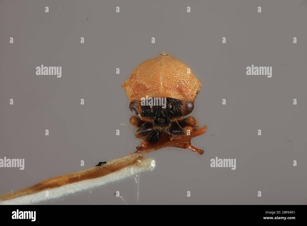 Gargara hi-res stock photography and images - Alamy