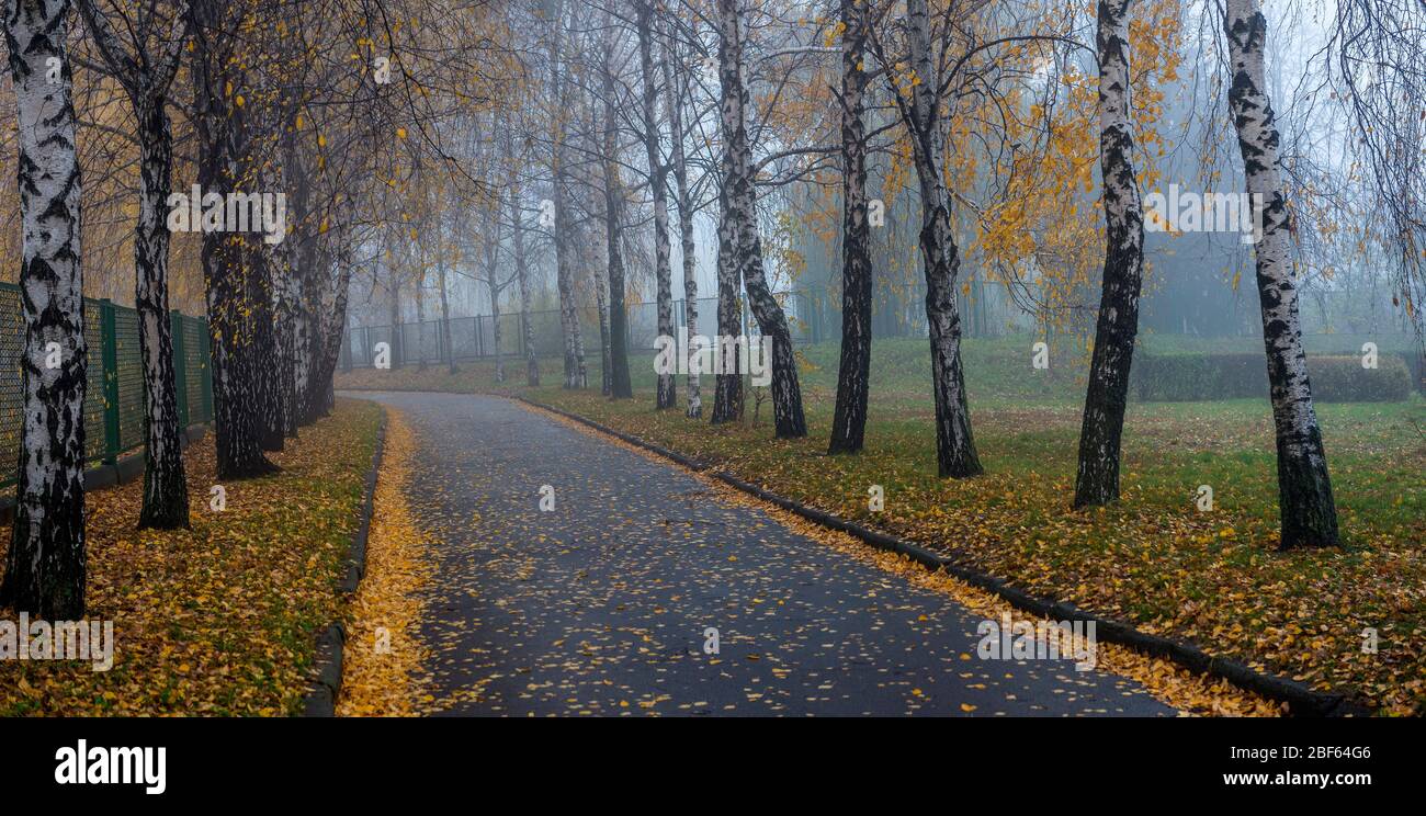 Autumn park. Scenic autumn morning landscape. Maple trees with vibrant ...
