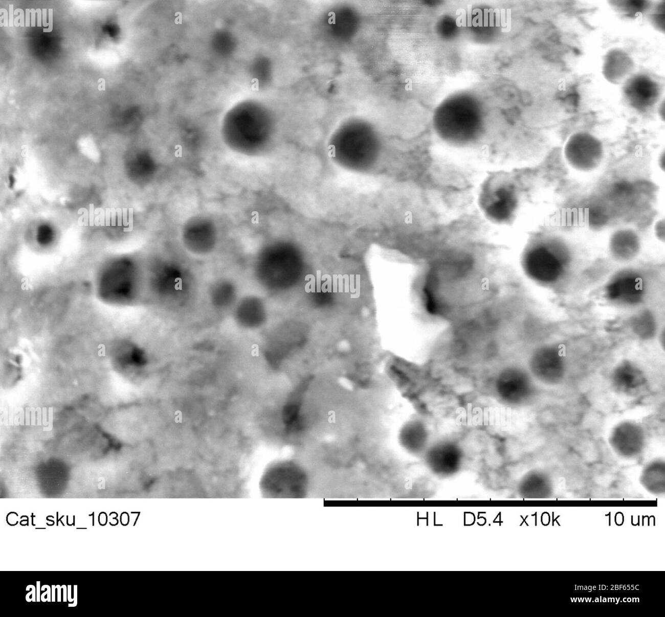 Catharacta maccormicki hi-res stock photography and images - Alamy