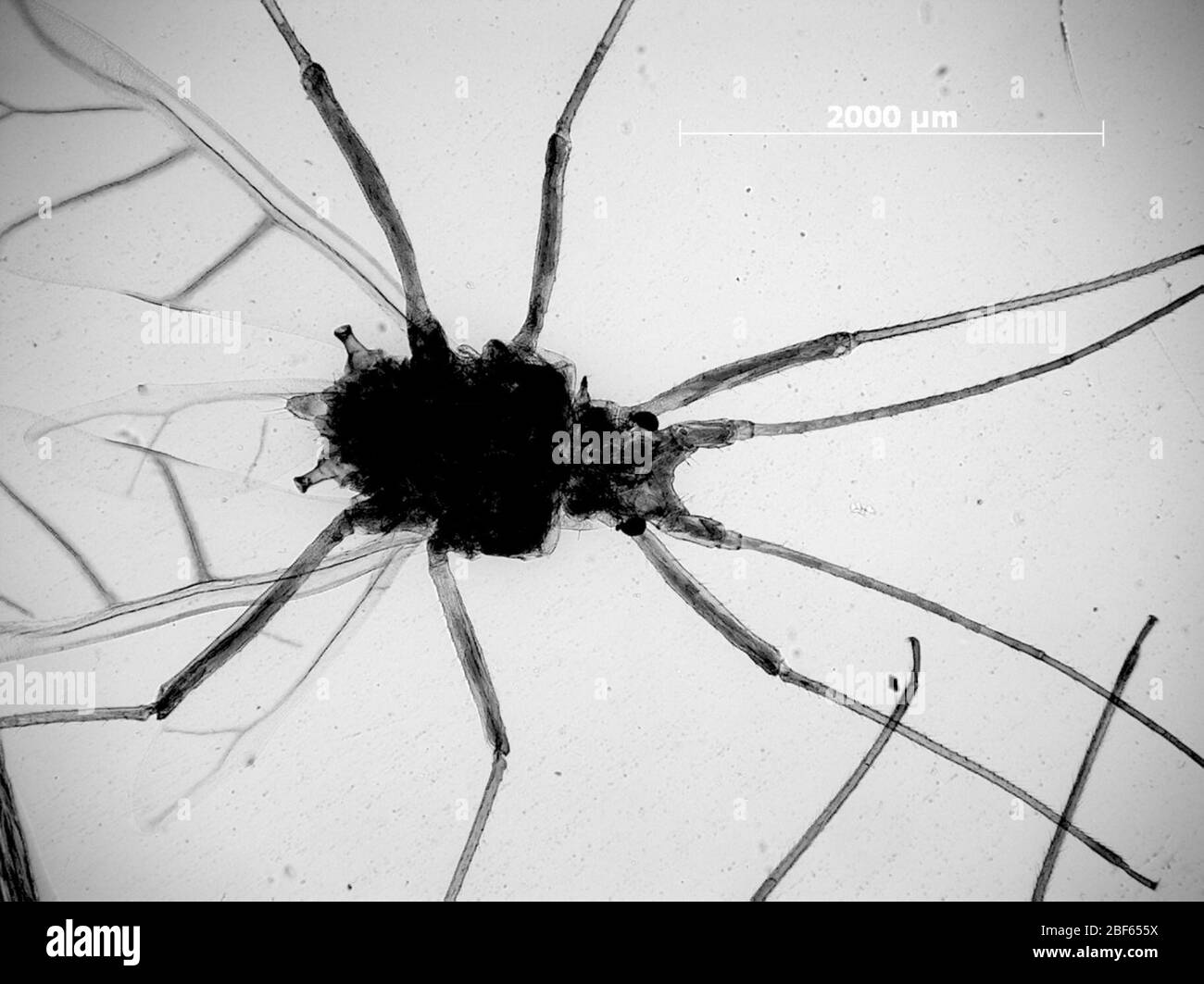 Calaphis myricae. 6 Oct 20151 Stock Photo - Alamy