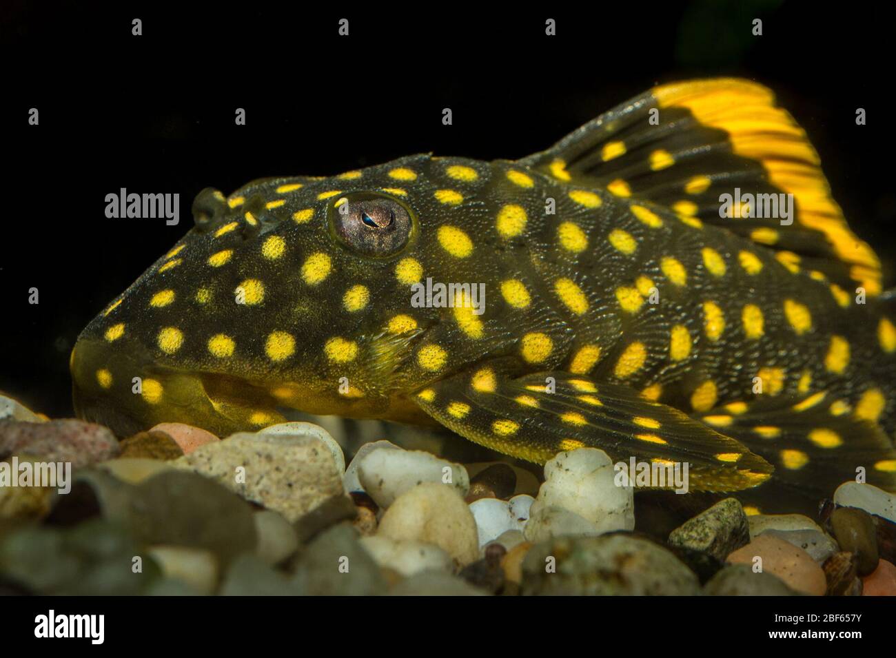 Loricariidae hi-res stock photography and images - Alamy