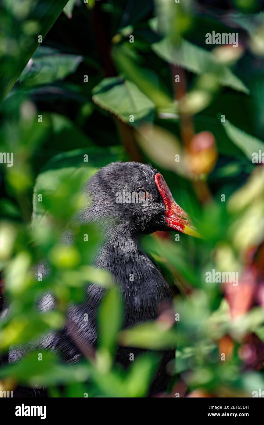bird hidden in foliage Stock Photo - Alamy
