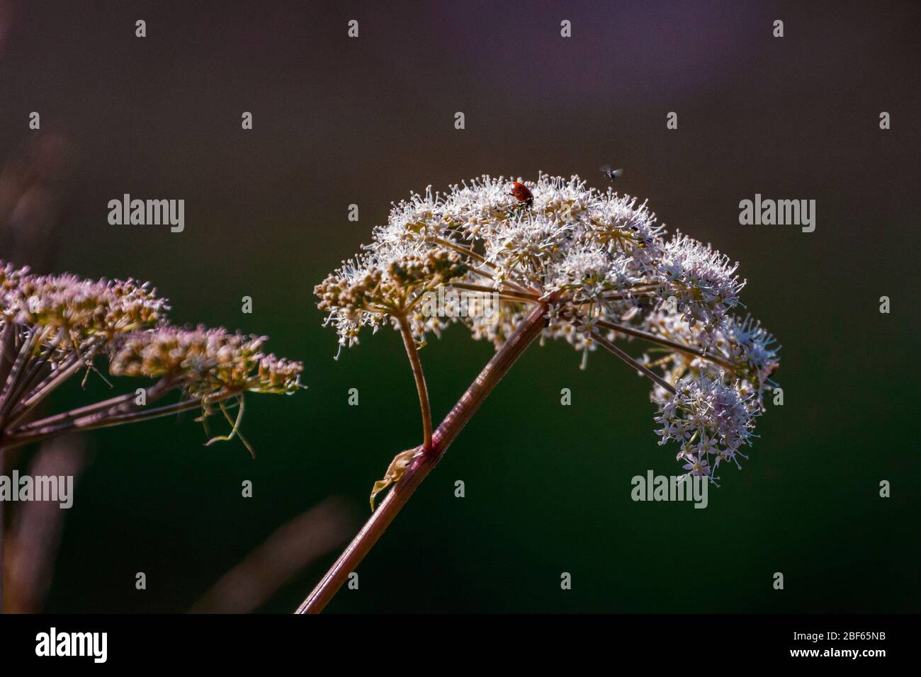 insect on hogweed cow parsnip Stock Photo - Alamy