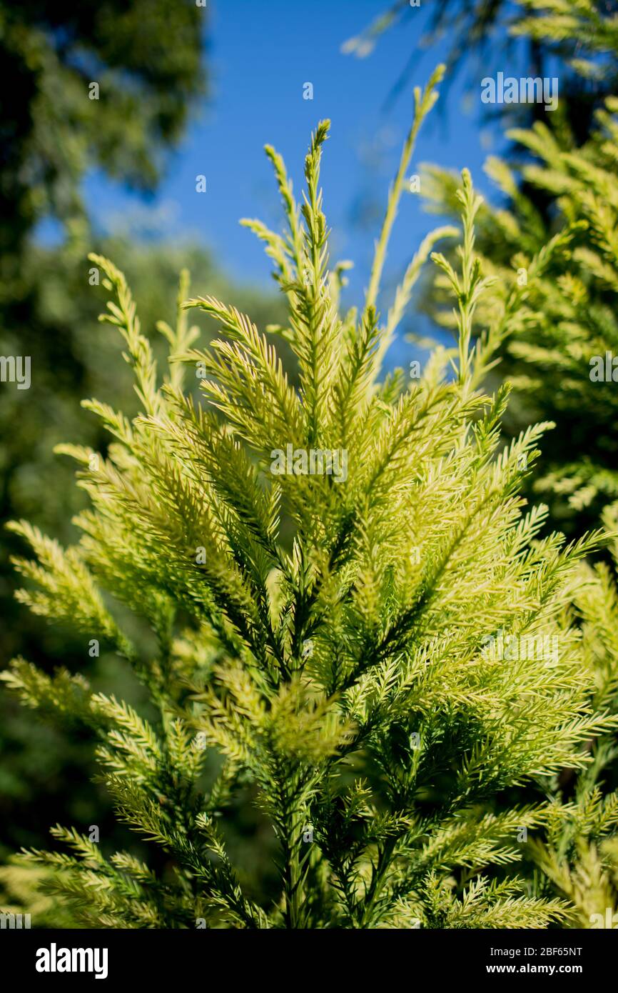 Green leaves of the spring season Stock Photo - Alamy