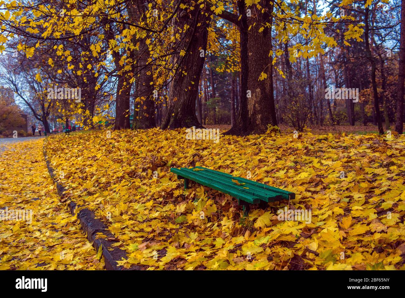 Autumn park. Scenic autumn morning landscape. Maple trees with vibrant ...