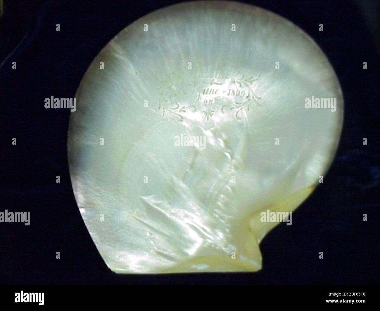 Isognomon isognomon hi-res stock photography and images - Alamy