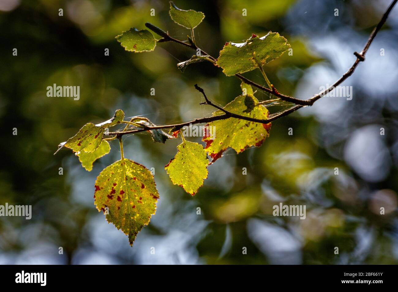 Vain of leaves hi-res stock photography and images - Alamy