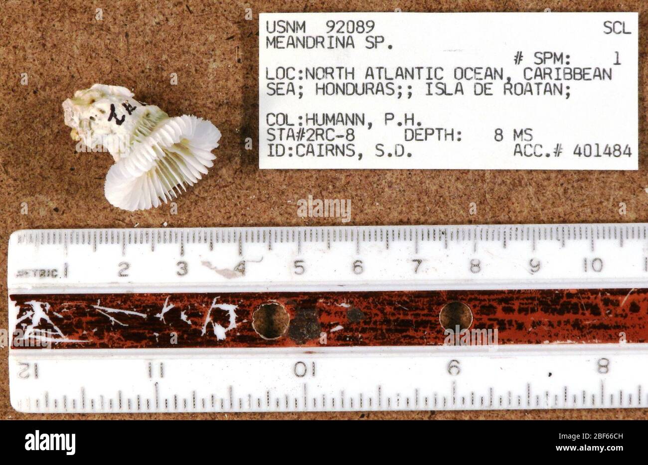 Meandrina sp. 29 Mar 20172RC-81 Stock Photo - Alamy