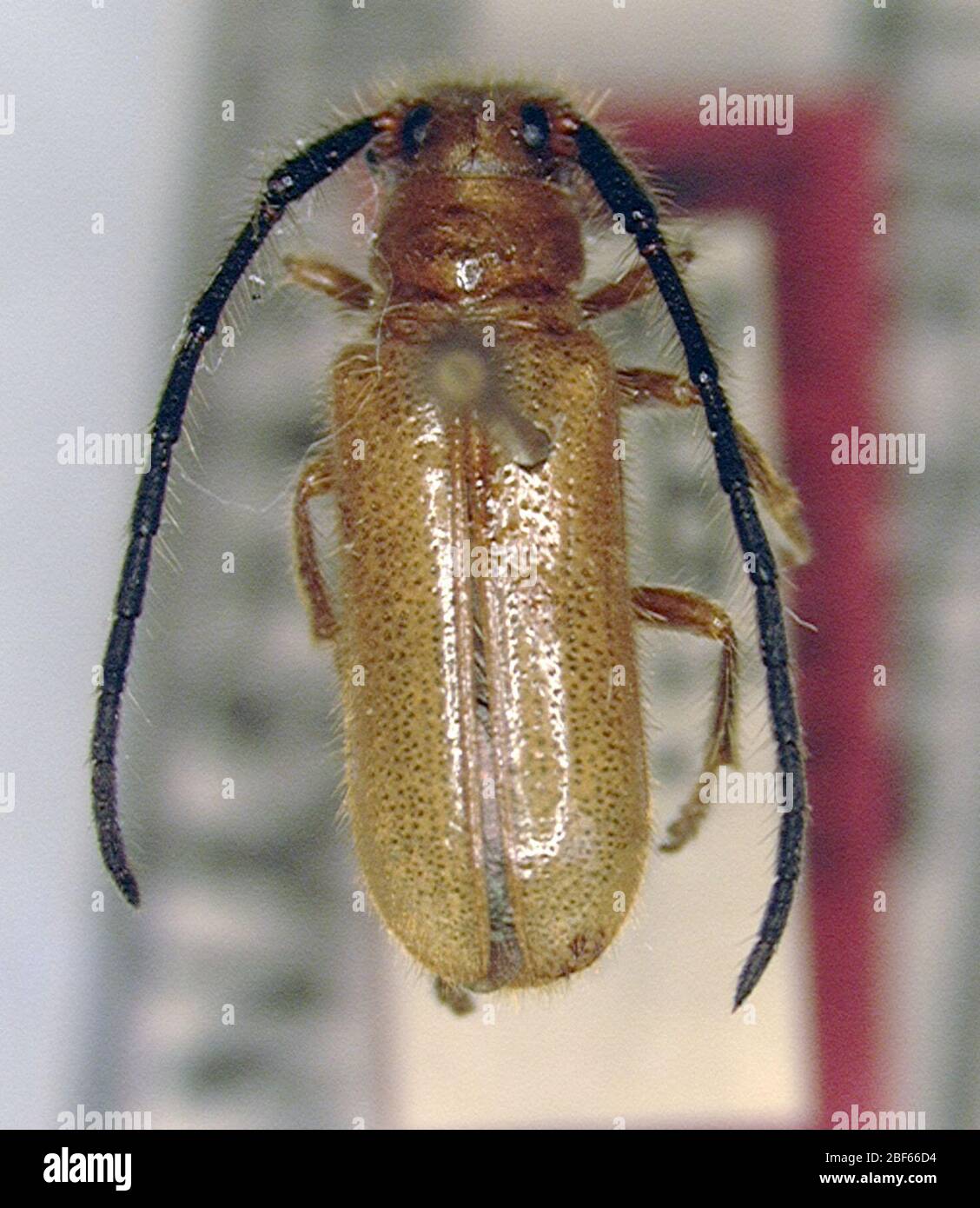 Anastathes parva hi-res stock photography and images - Alamy