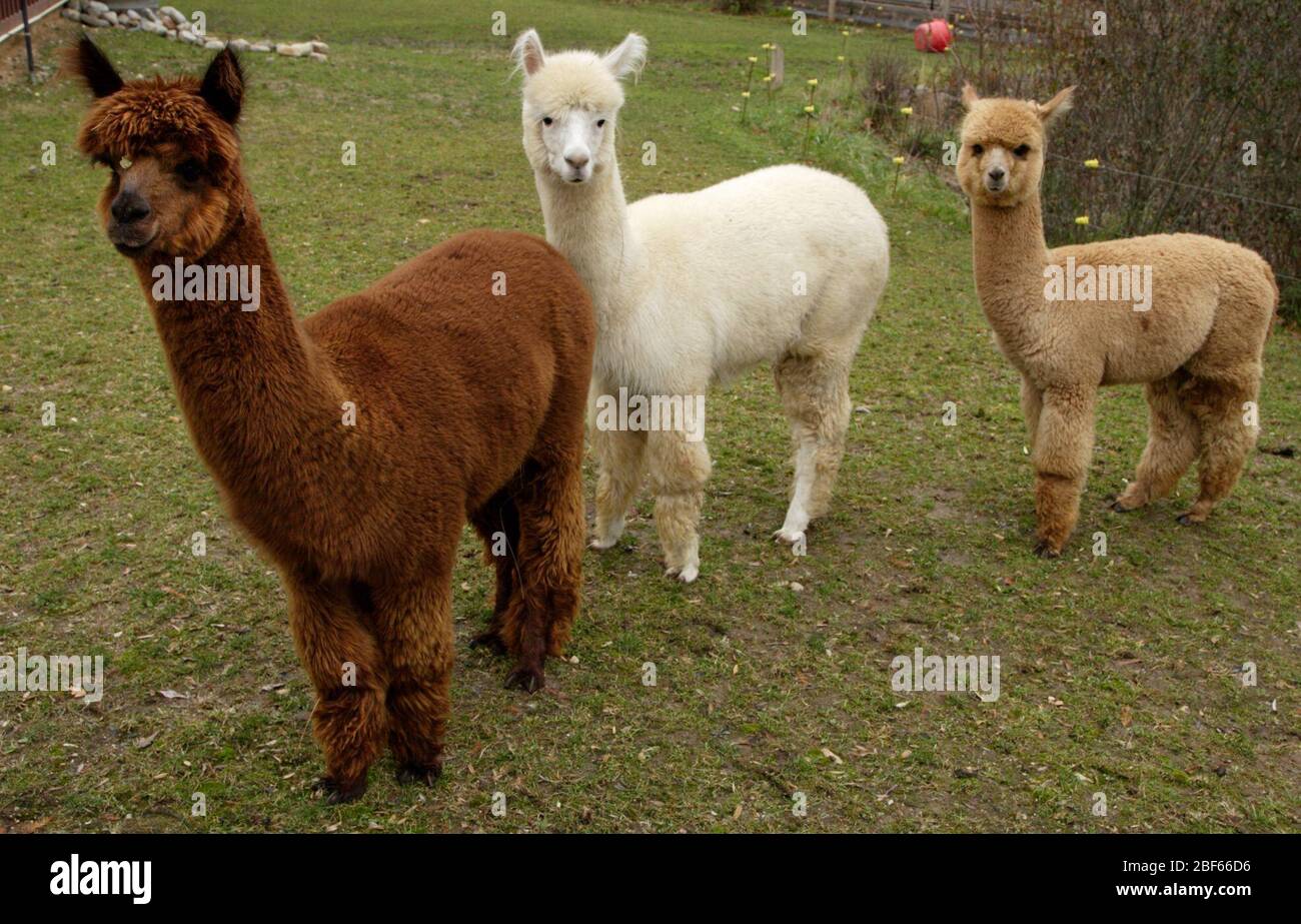 Alpaca. Ziggy,Orion,Cirrus,Species: pacos,Genus: Lama,Family: Camelidae ...