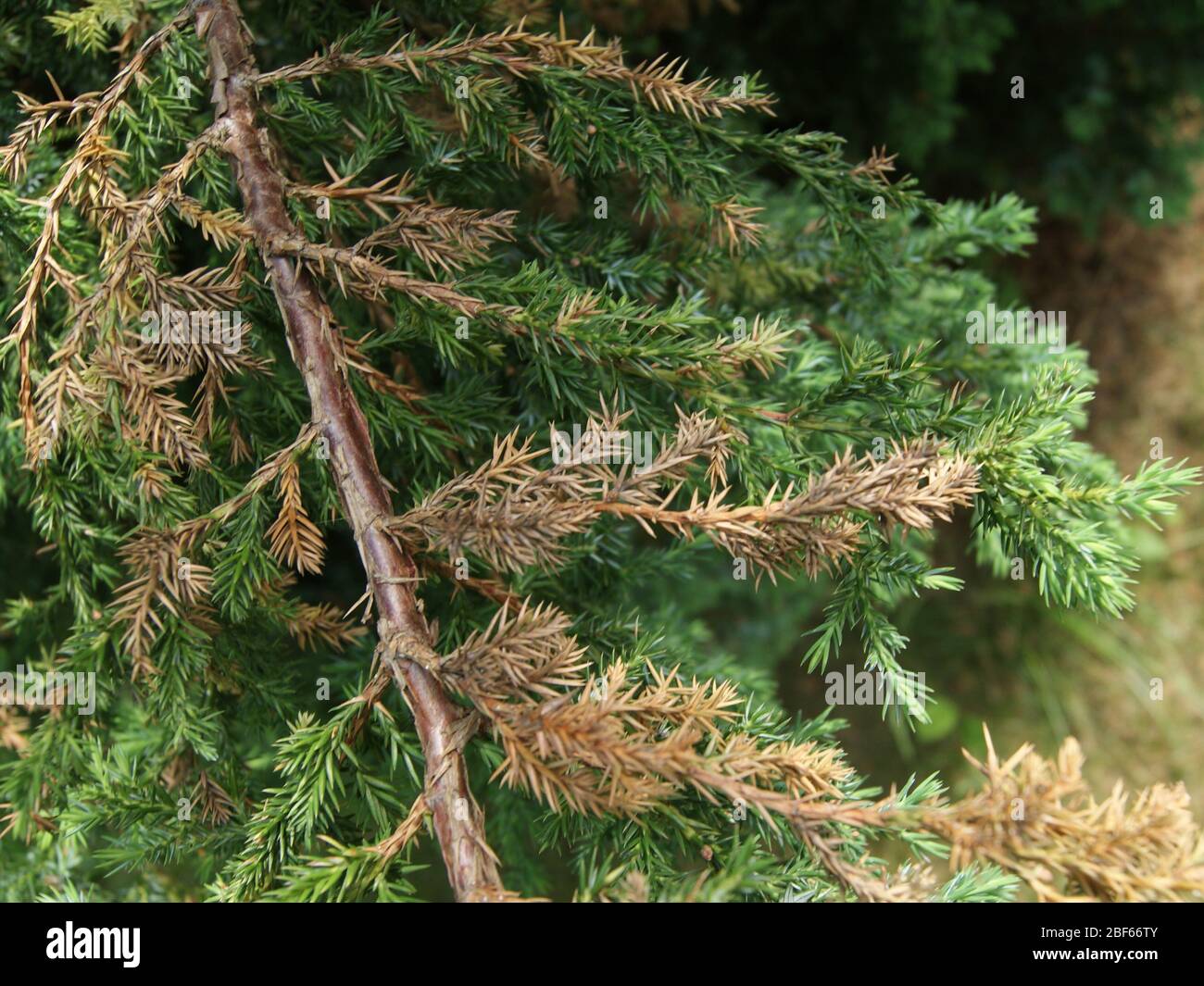 Une branche de pin à moitié sèche, Pologne Stock Photo - Alamy