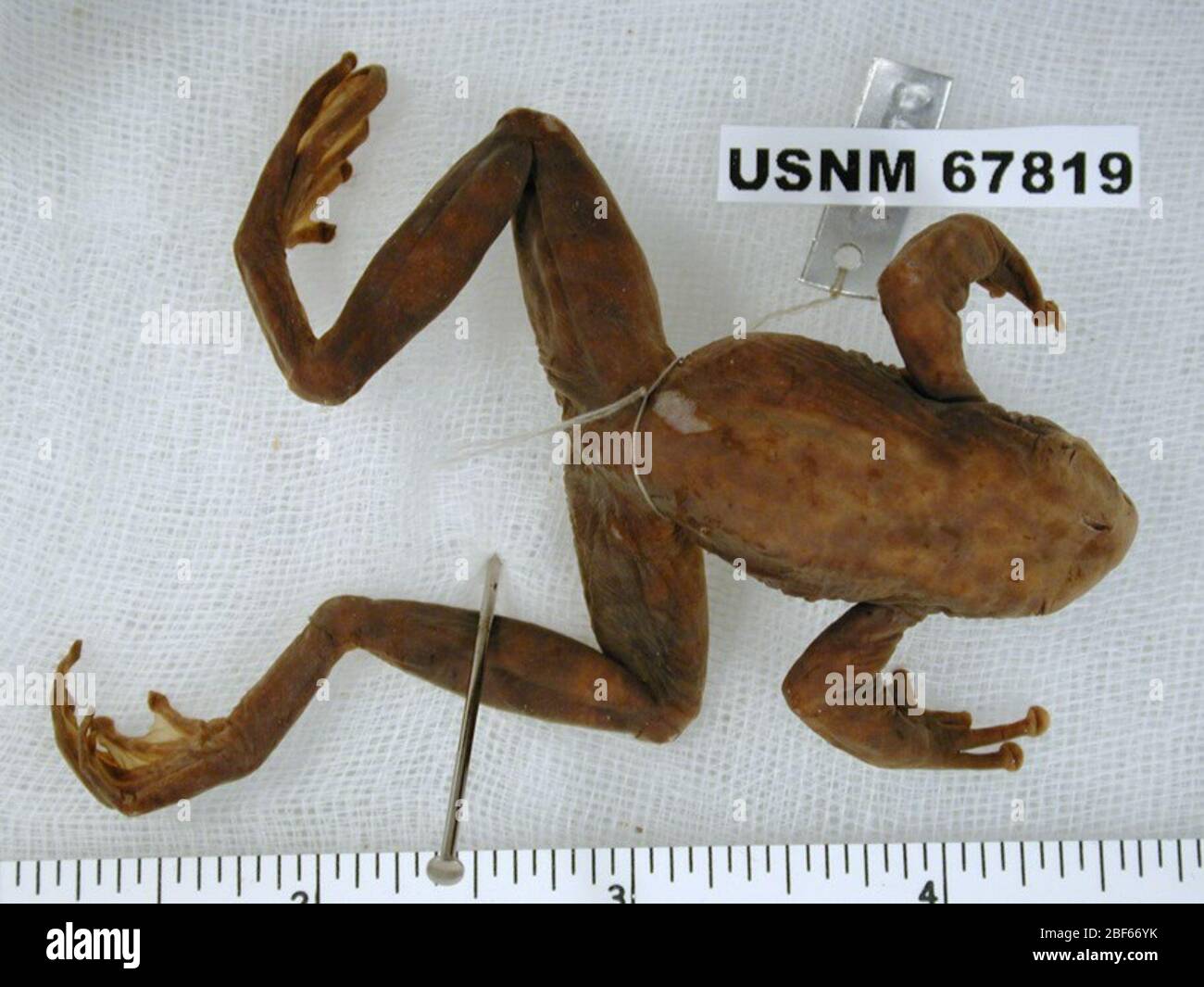 Amolops hi-res stock photography and images - Alamy