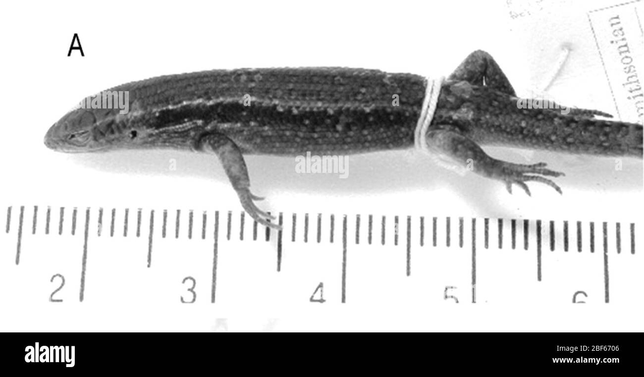 Smooth body skink hi-res stock photography and images - Alamy