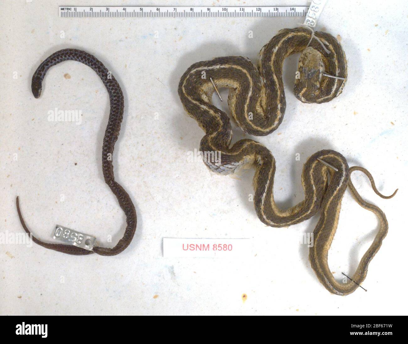 Thamnophis elegans. 6 Aug 20142 Stock Photo - Alamy