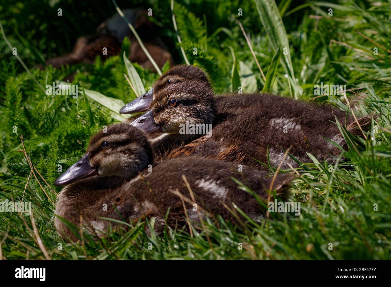 Baby ducks row hi-res stock photography and images - Alamy
